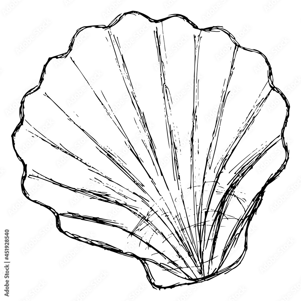 Rough freehand outline of a scallop shell. Black and white vector ...