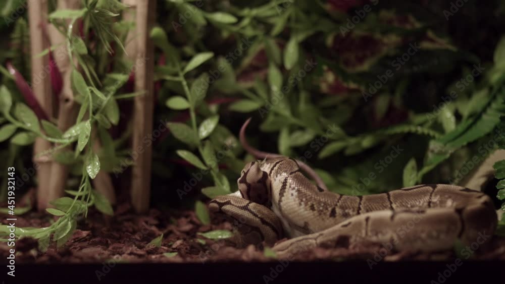 White Rodent Bitten And Coiled By A Ball Python Inside Its Cage With ...