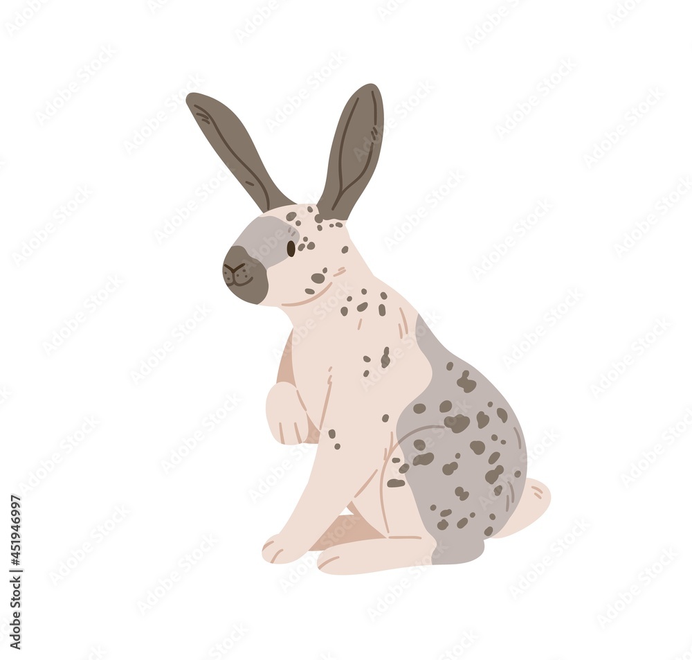 English checkered breed of giant rabbit with spots on fur. Spotty bunny ...