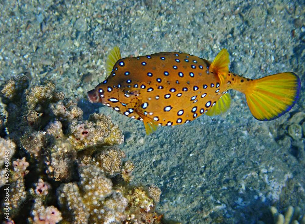 Blue spotted cube trunk-fish (Ostracion cubicus) inhabits coral reefs ...