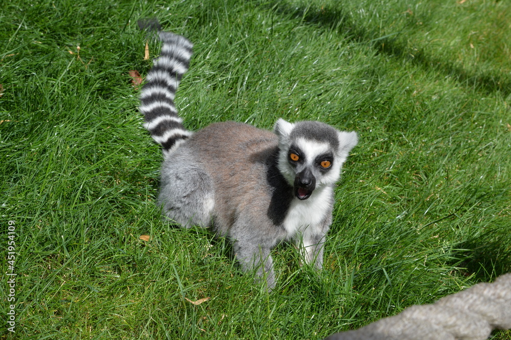 affe auf wiese gestreift keck frech flink amuren lemuren zoo foto de ...