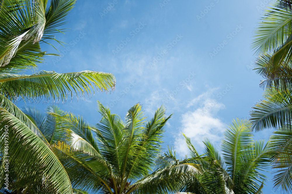 Beautiful Photo frames palms to blue sky island.Amazing coconut trees ...