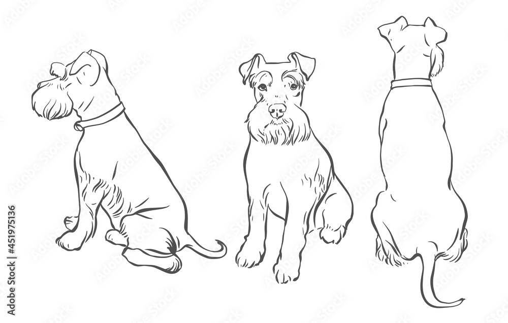 Miniature Schnauzer. Drawing of a dog on a white background in ...