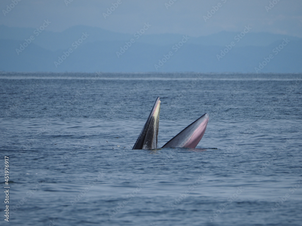Huge Whale Bruda feed on a wide variety of fish in gulf of Thailand ...
