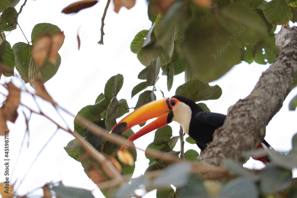 toucan in a tree with green and yellow leaves Stock Photo | Adobe Stock