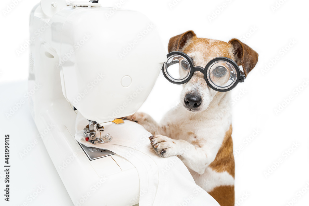 Sewing clothes process. Dog sew white clothes. Cute pet Jack Russell ...