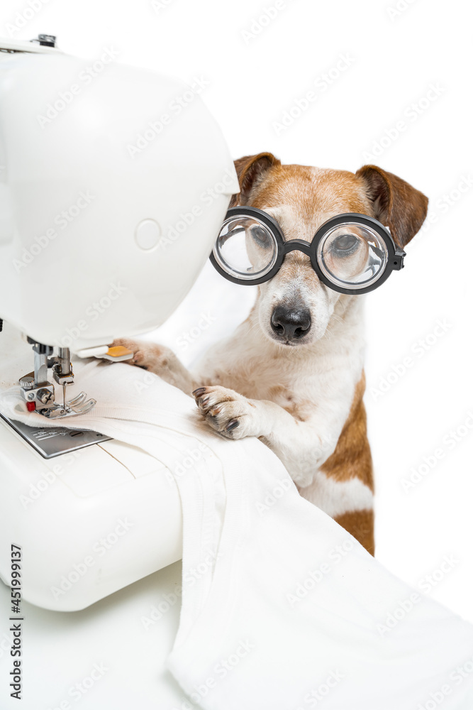 Dog sewing white clothes. Cute pet Jack Russell terrier in glasses ...