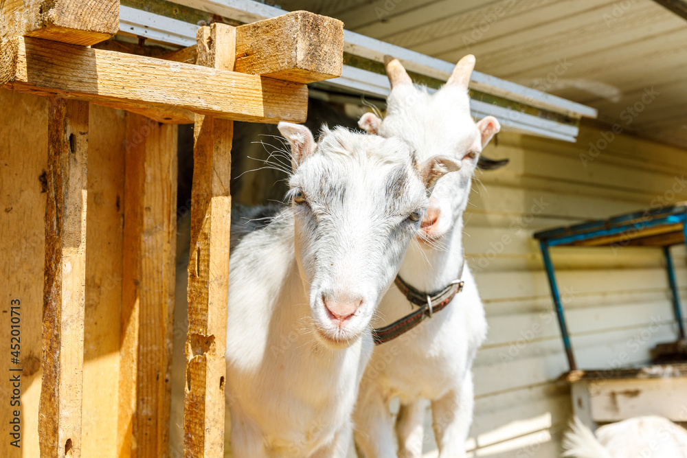 Cute free range goatling on organic natural eco animal farm freely ...