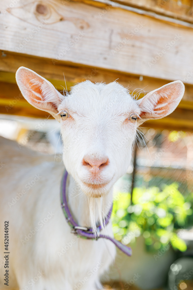 Cute free range goatling on organic natural eco animal farm freely ...