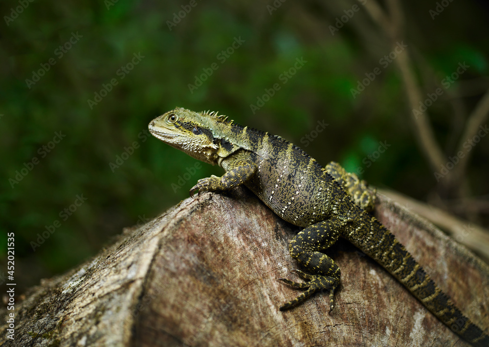 Water Dragon closeup resting on log in native setting - Eastern Water ...