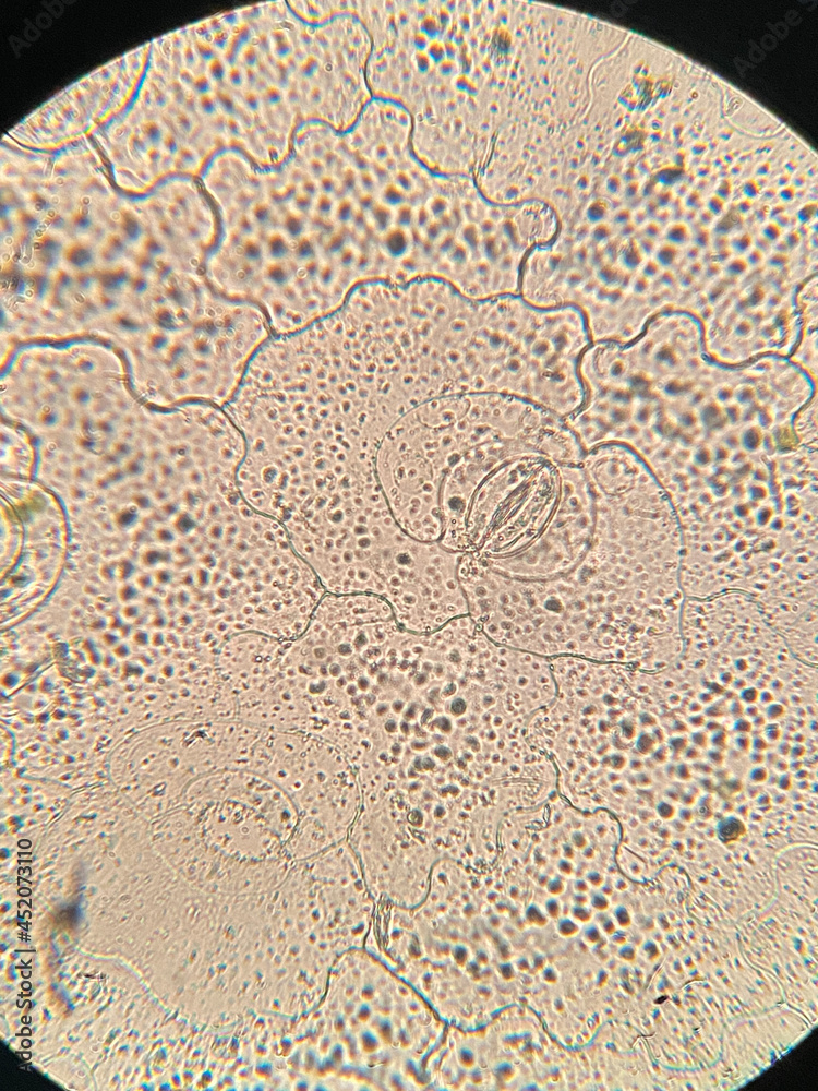 microscopic photo of stomata on the leaf of Portulaca oleracea plant ...