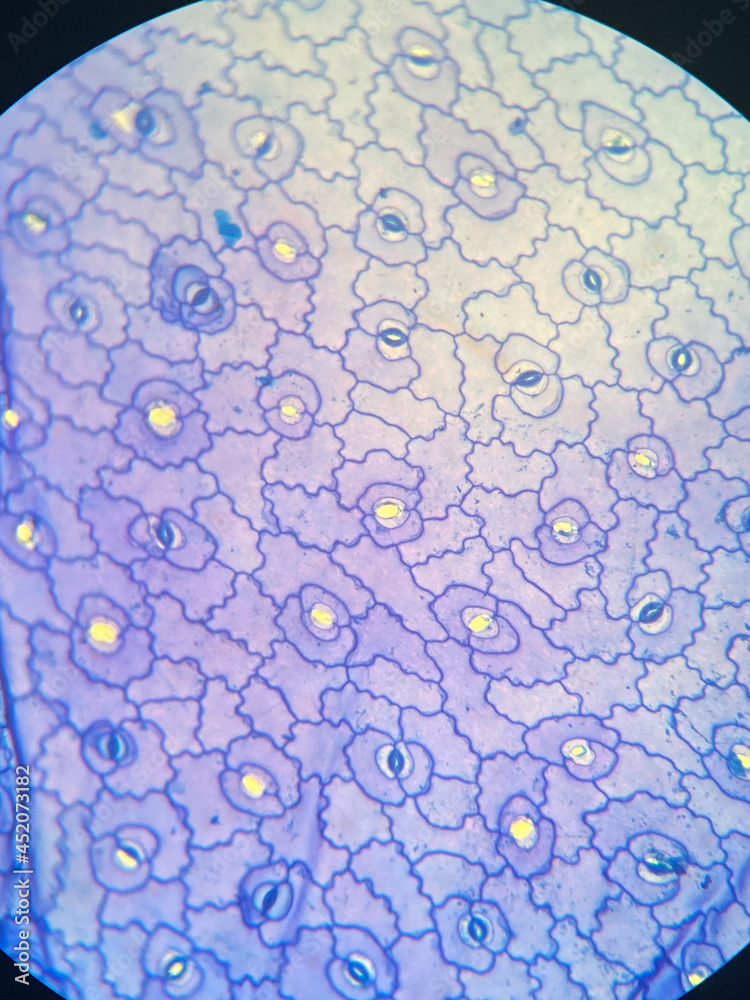 microscopic photo of stomata on the leaf of Portulaca oleracea plant ...
