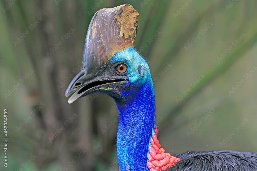 The face part of the Cassowary (Casuarius sp) with a beautiful color ...