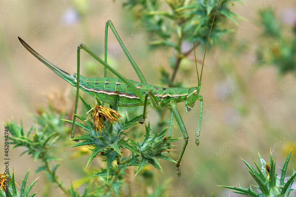 Lateral closeup on an impressive partogentic female of the endangered ...