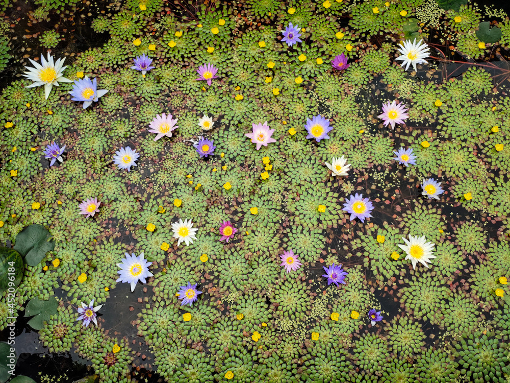 ludwigia sedioides or mosaic plants and water lilies in an outdoor ...
