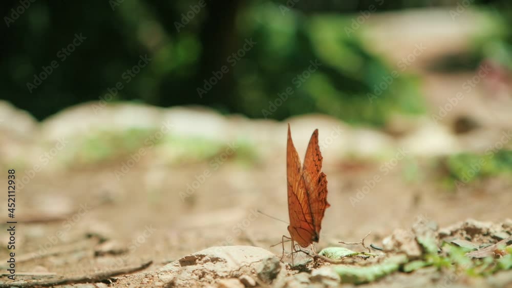 Butterfly flying away from on the ground in nature forest, Close-up ...