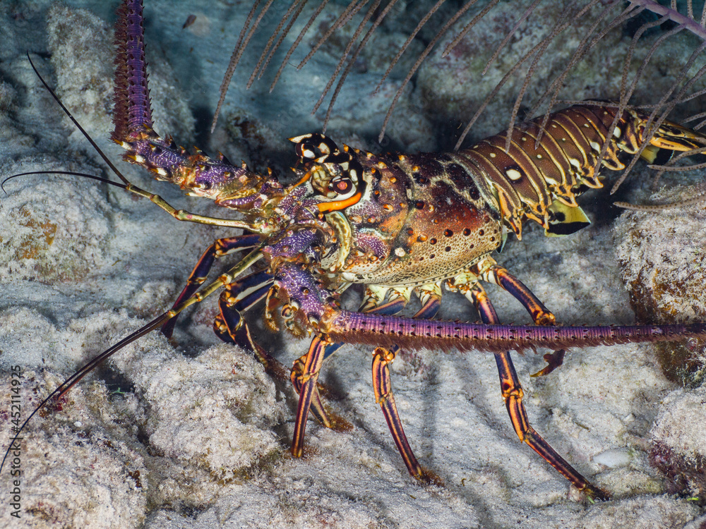 Coral Reef Lobster