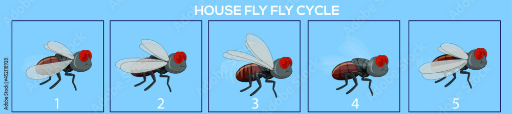 Housefly frame by frame loopable vector file ready for 2D animation ...
