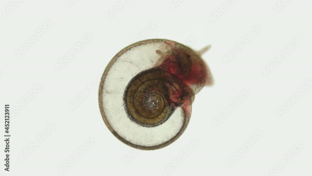 Snail Family Planorbidae under microscope, order Pulmonata. Possibly ...