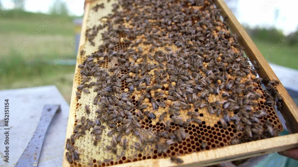 Bees on frame. Family of bees sealing ready honeycombs full of honey ...