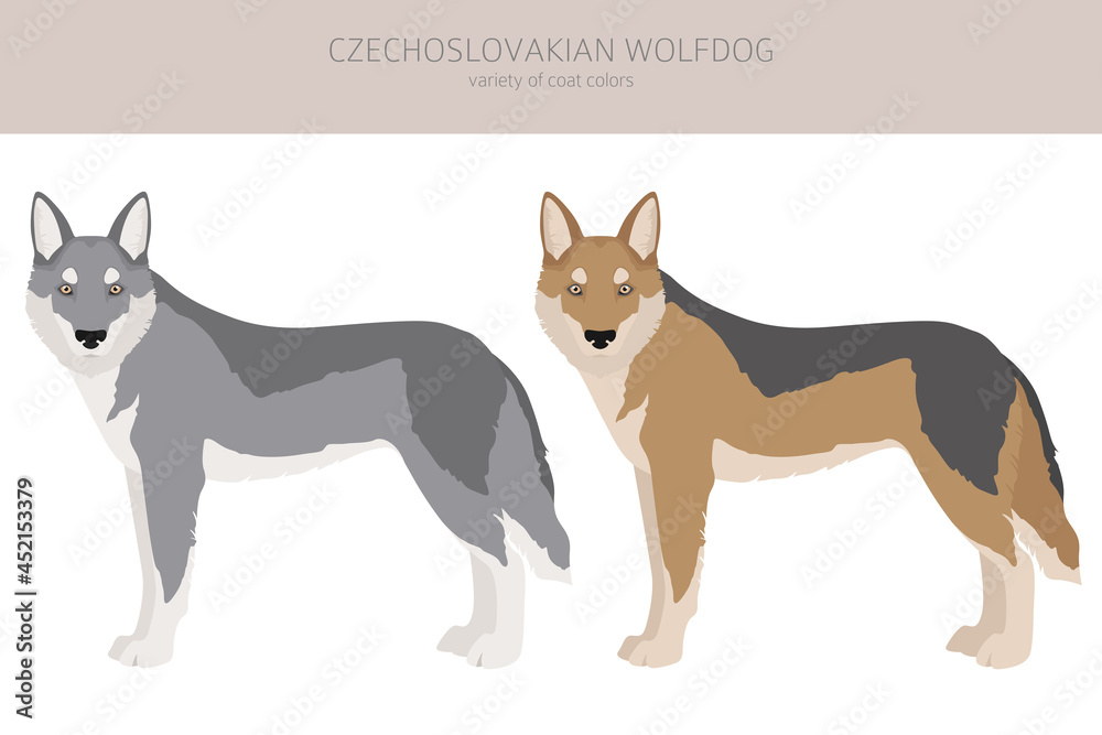 Czechoslovakian wolfdog clipart. Different poses, coat colors set ... Czechoslovakian wolfdog clipart. Different poses, coat colors set ...