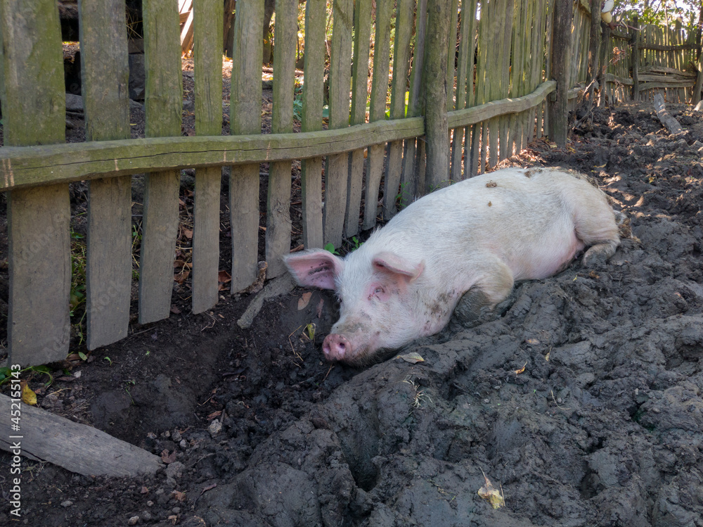 Domestic pig is bathed in a mud bath in a pig pen, the animal is rolled ...