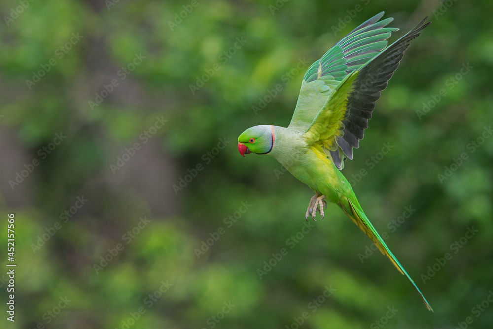 Rose-ringed Parakeet, Psittacula Krameri Manillensis, also known as the ...