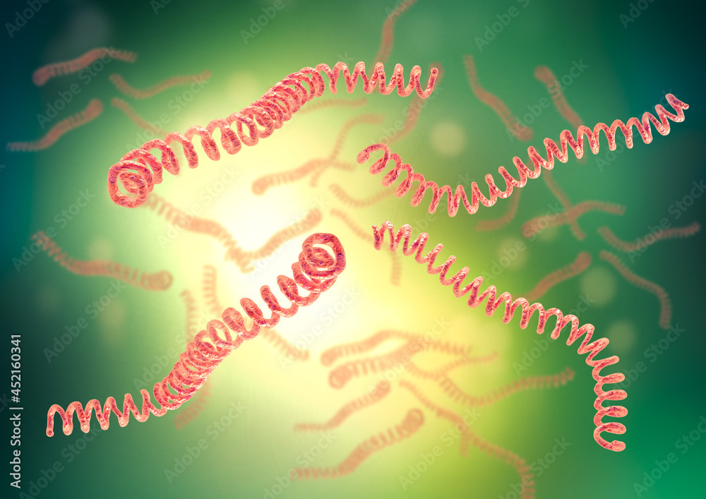 Leptospira is a spiral bacterium that causes leptospirosis Stock ...