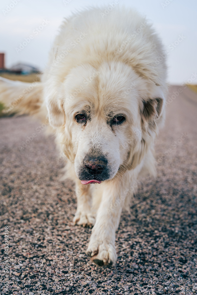 Old Great Pyrenees Farm Dog Walking Down Road with Sad Face and White ...