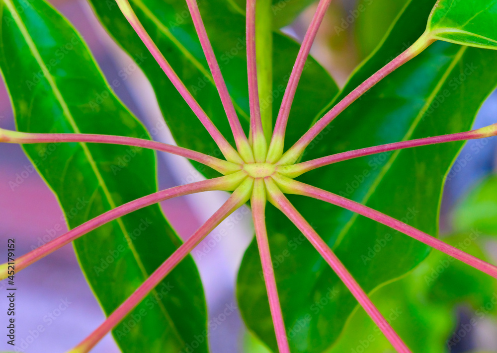 Symmetry in nature, close view of the center part of a tropical plant ...