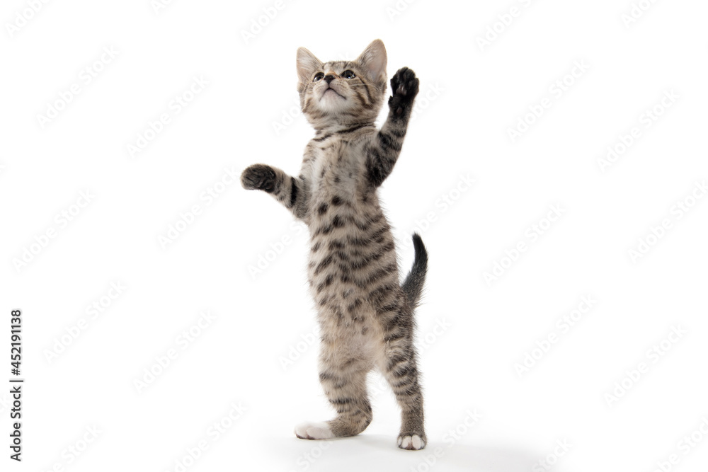 Cute tabby kitten on white Stock Photo | Adobe Stock