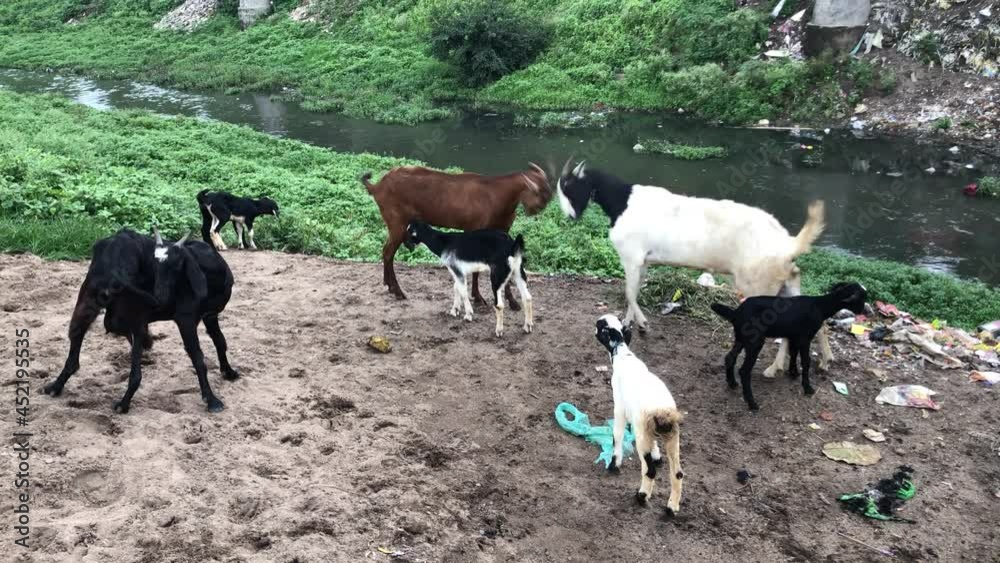 female goats fighting beside the dirty water river, gutter. mother ...