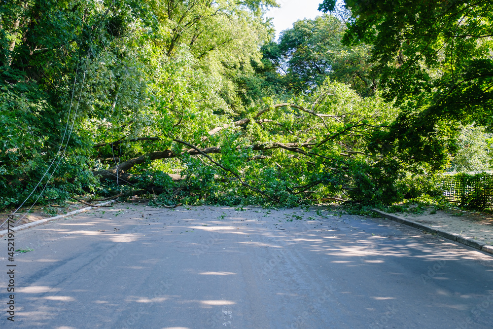 A huge oak tree fell across the road and completely blocked it after a ...