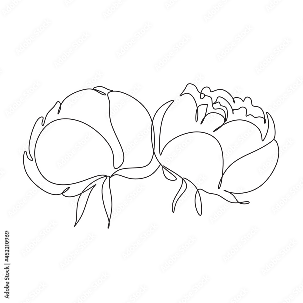 Peony Flowers one line art vector. Botanical peonies line drawing ...
