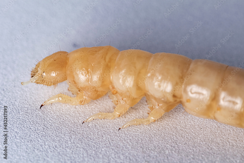 Foto de Insect larva after moulting. White larva without the hit ...