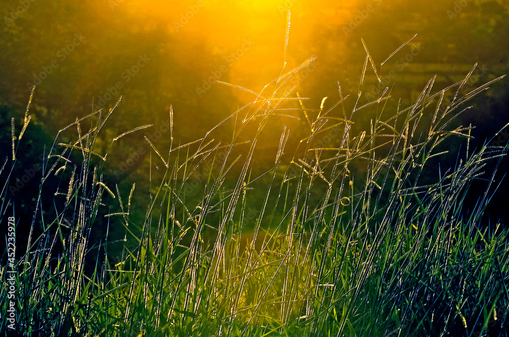 Capim Braquiaria (Brachiária Brizantha). Goias. Stock Photo | Adobe Stock