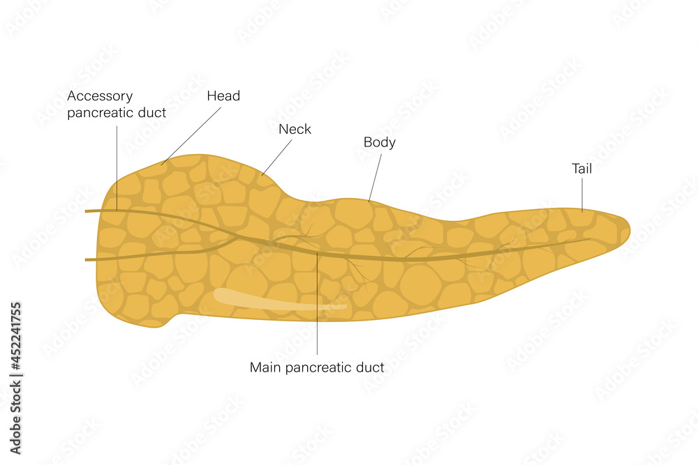 Pancreas anatomy vector. Digestive organ vector. Medical education ...