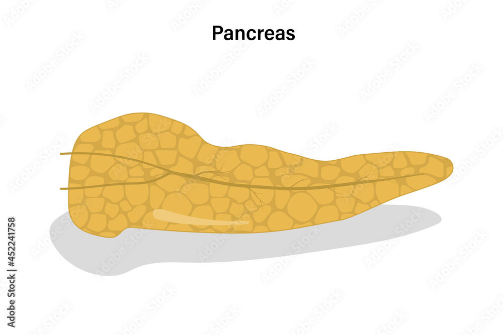 Pancreas on white background vector. Digestive organ vector. Medical ...
