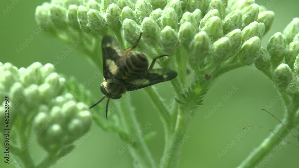 Hybomitra montana, slender-horned horsefly, of horse flies in family ...