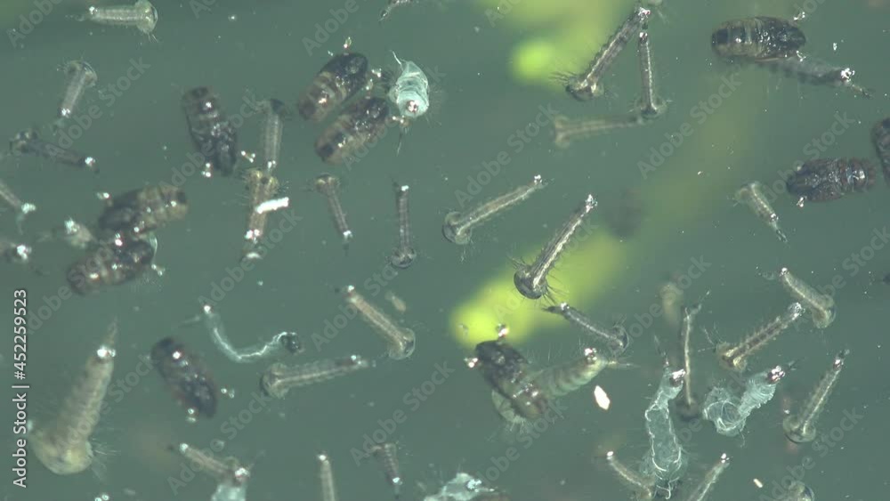 Two stages of mosquitoes on surface of forest swamp, larvae ...
