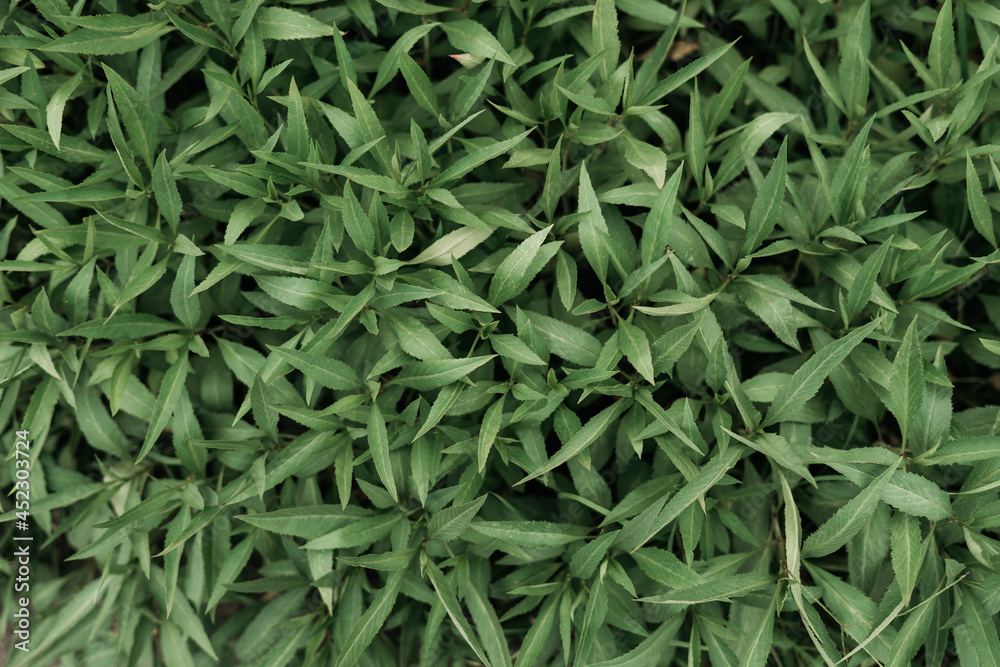 Poster Wild herbs texture - High resolution resource – Wall Art | UkPosters