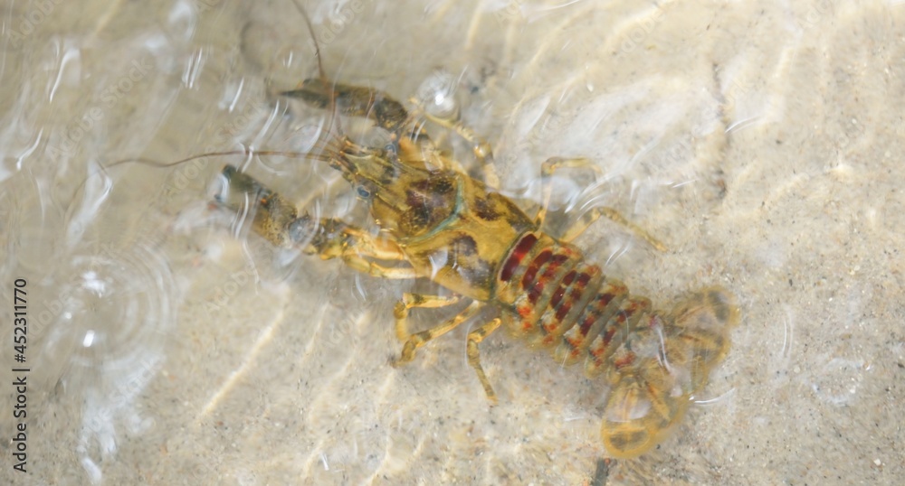 American spiny-cheek high crayfish (Orconectes Limosus) invasive to ...