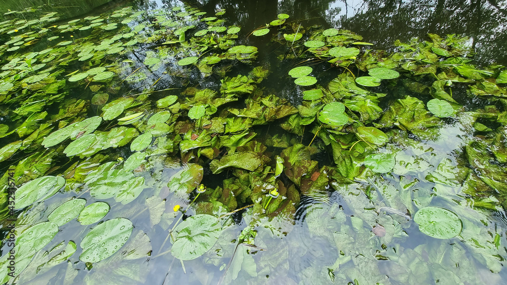 A group of green aquatic plants in the river. Water lilies and duckweed ...