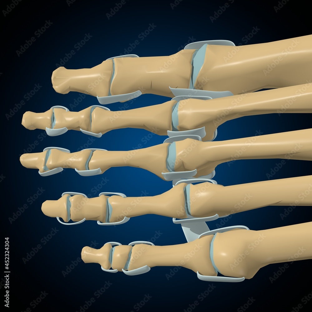 Human bones joints and ligaments Anatomy For Medical Concept 3D Stock ...