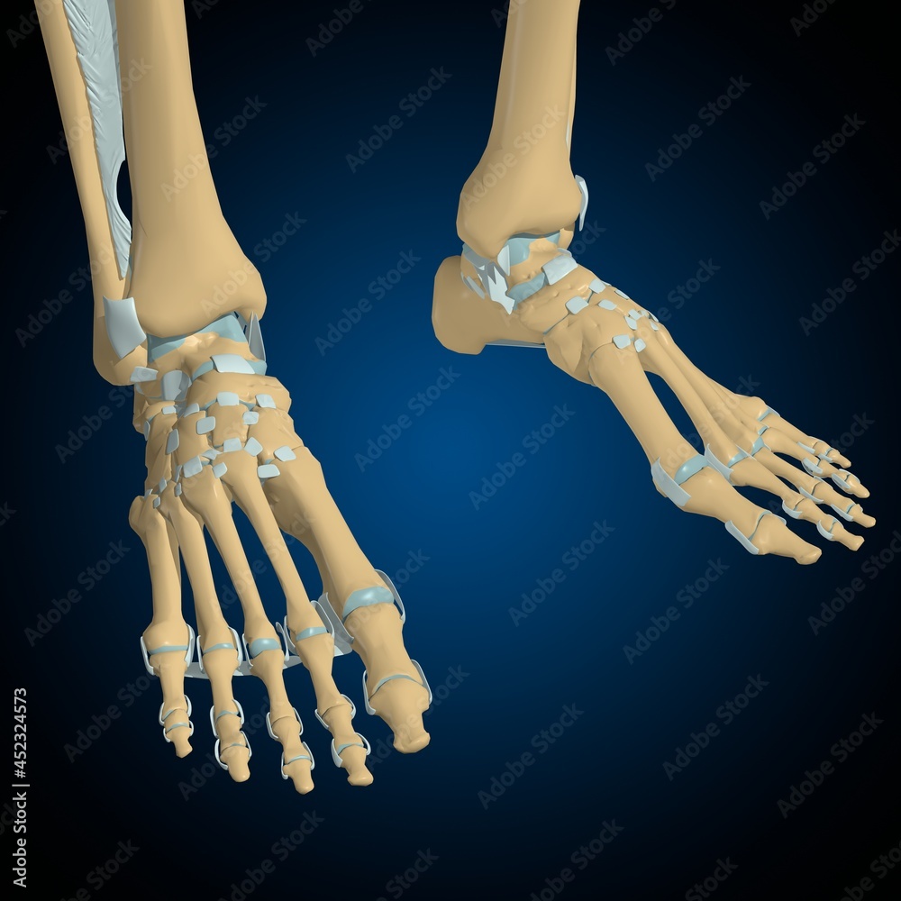 Human bones joints and ligaments Anatomy For Medical Concept 3D Stock ...