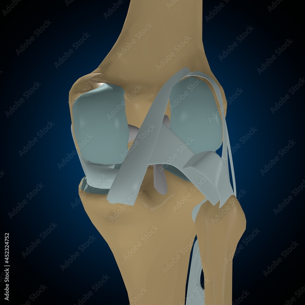Human bones joints and ligaments Anatomy For Medical Concept 3D Stock ...