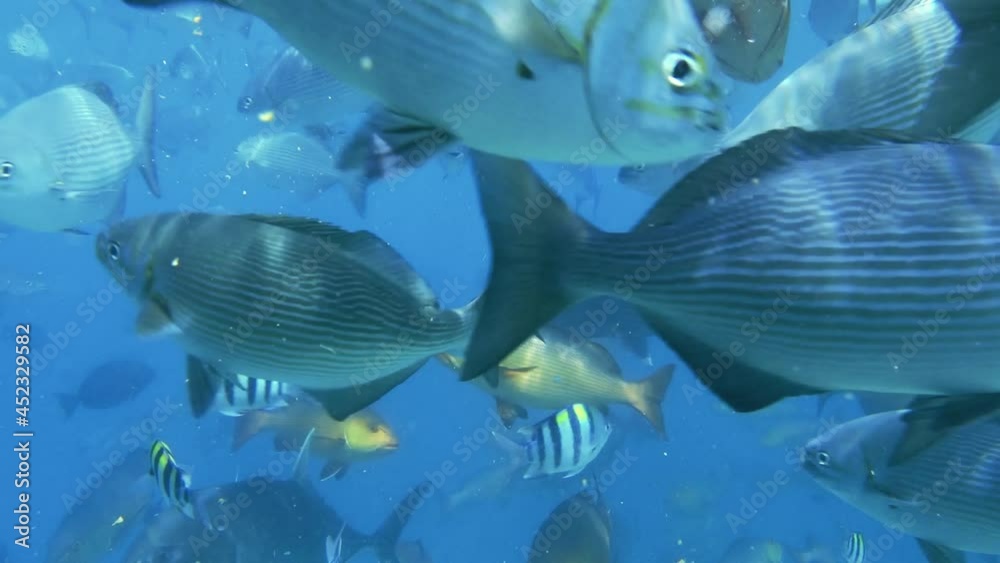 hundreds of fishes crowd the clear water hectically right in front of ...