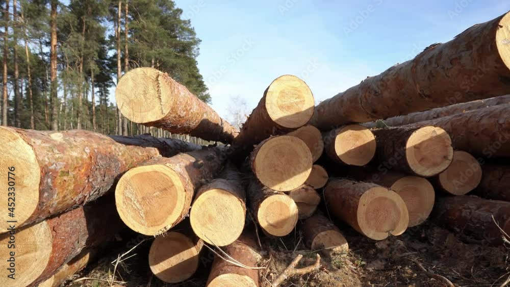 Fresh sawn trunks of coniferous trees in the forest close-up, panning ...