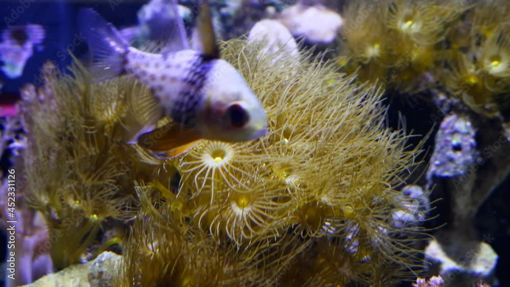 pajama cardinalfish swim over colony of Parazoanthus gracilis, yellow ...