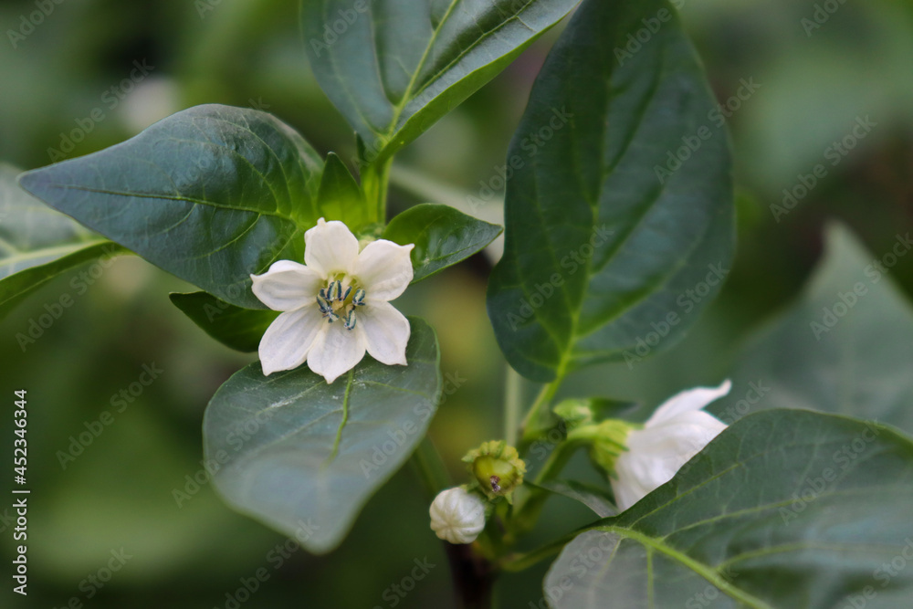 Bell Pepper Flower